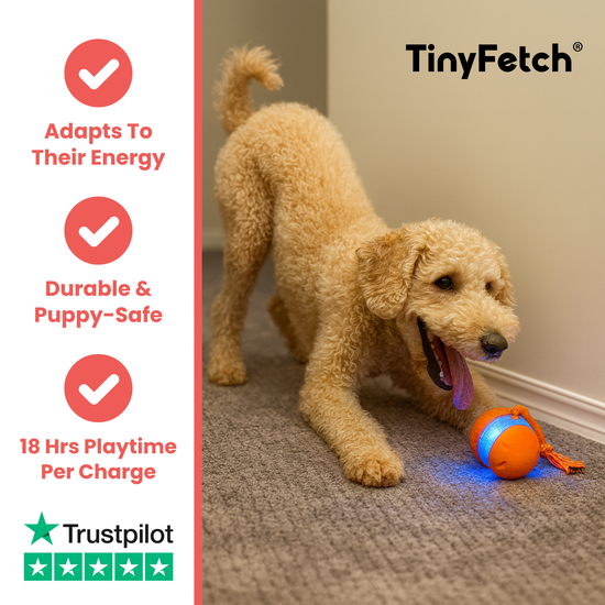 TinyFetch™ All-Day Buddy